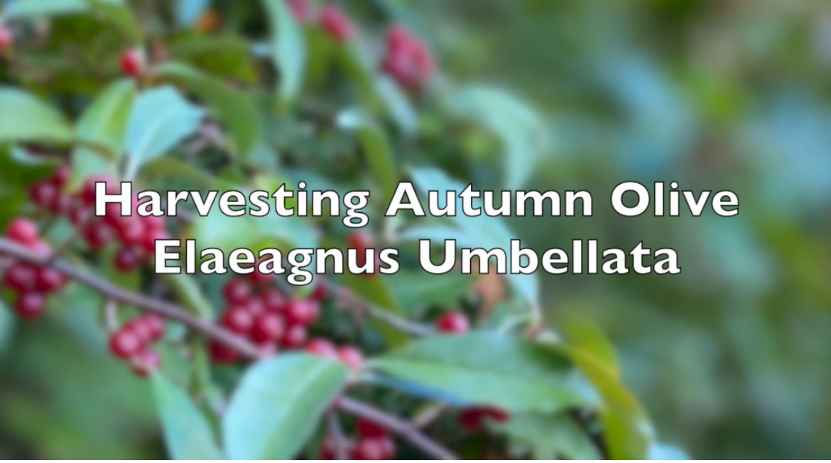 Harvesting autumn olive "berries" from wild invasive trees in the fall ...
